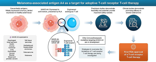 JWTCR001, MAGE-A4 TCR-T 2.0 有望在多种实体瘤中实现疗效突破 | 药明巨诺